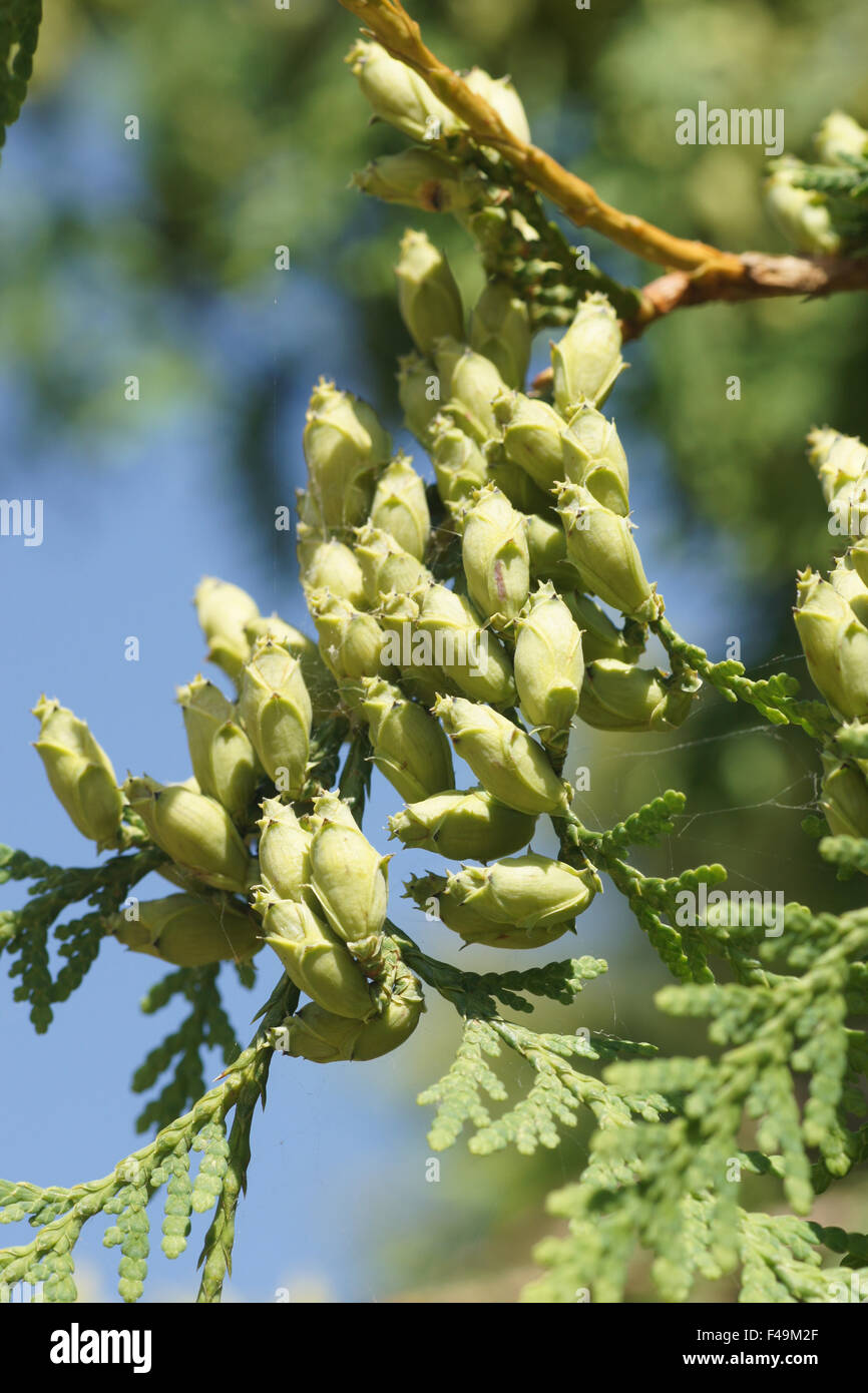 Northern white cedar tree hi-res stock photography and images - Alamy