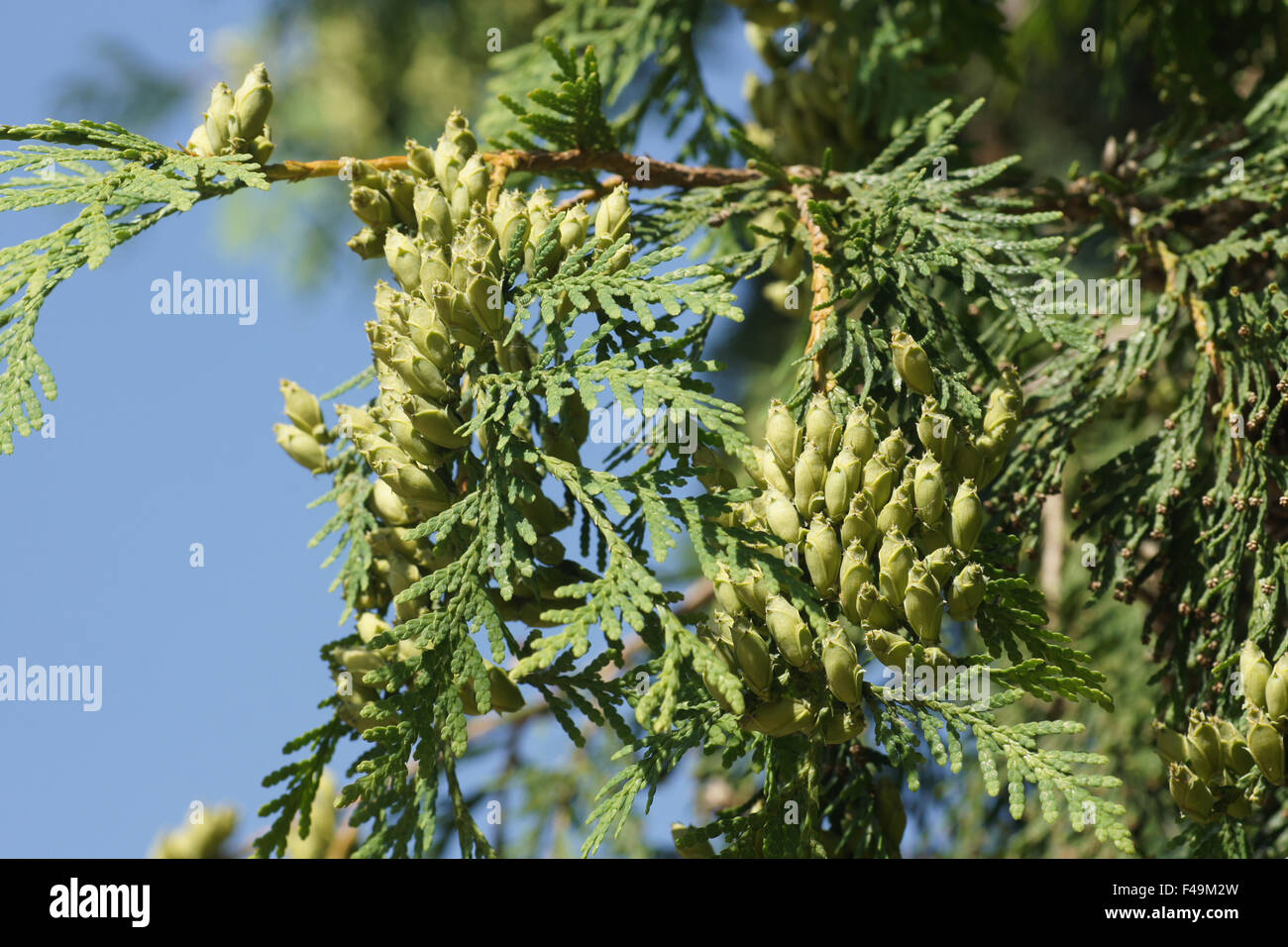 Northern white cedar tree hi-res stock photography and images - Alamy