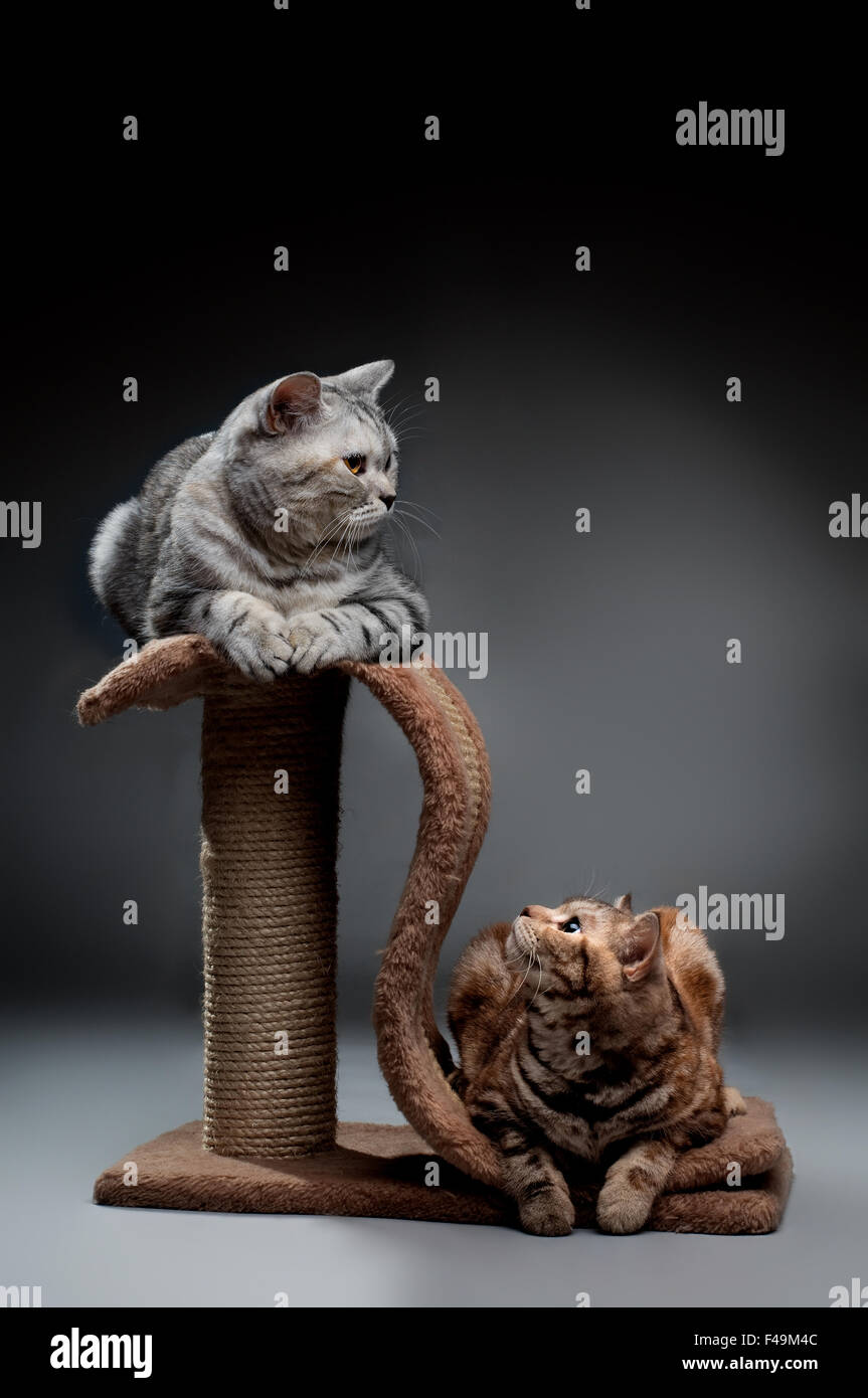 Winner cat hi-res stock photography and images - Alamy