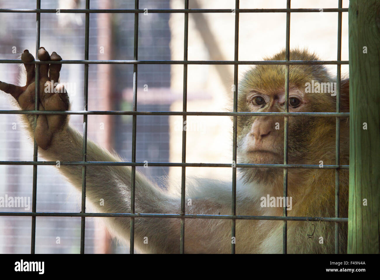 Resigned expression hi-res stock photography and images - Alamy