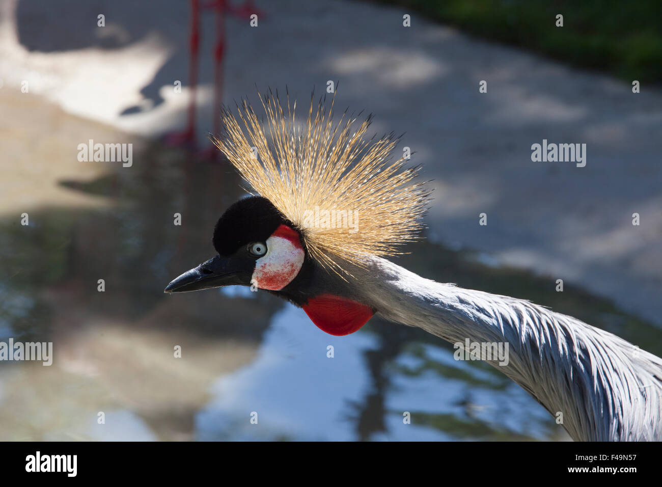 Grey Crowned Crane, neck and head details Stock Photo - Alamy
