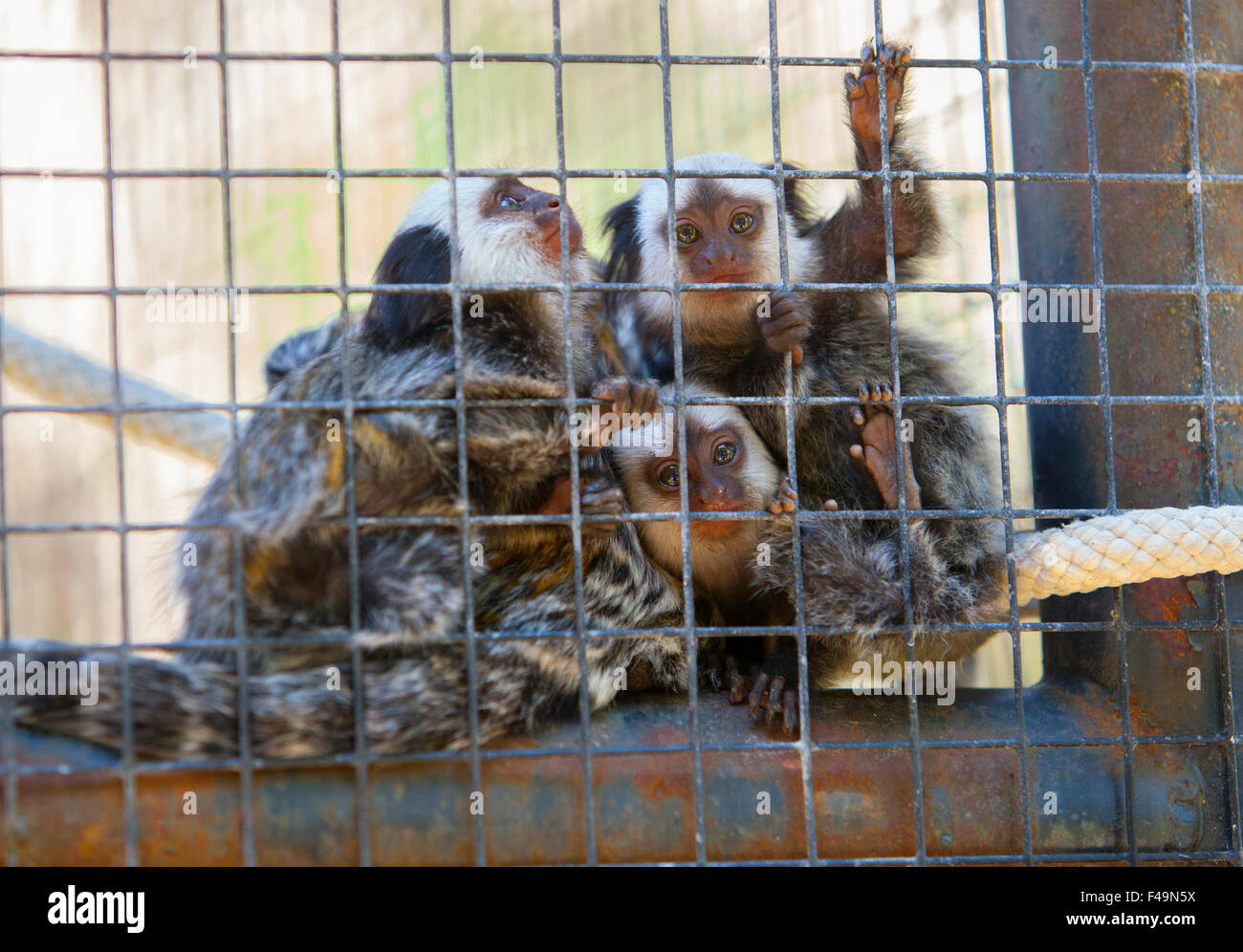 Marmoset cage hi-res stock photography and images - Alamy