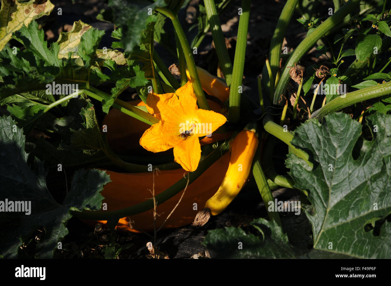 Globe zucchinis hi-res stock photography and images - Alamy