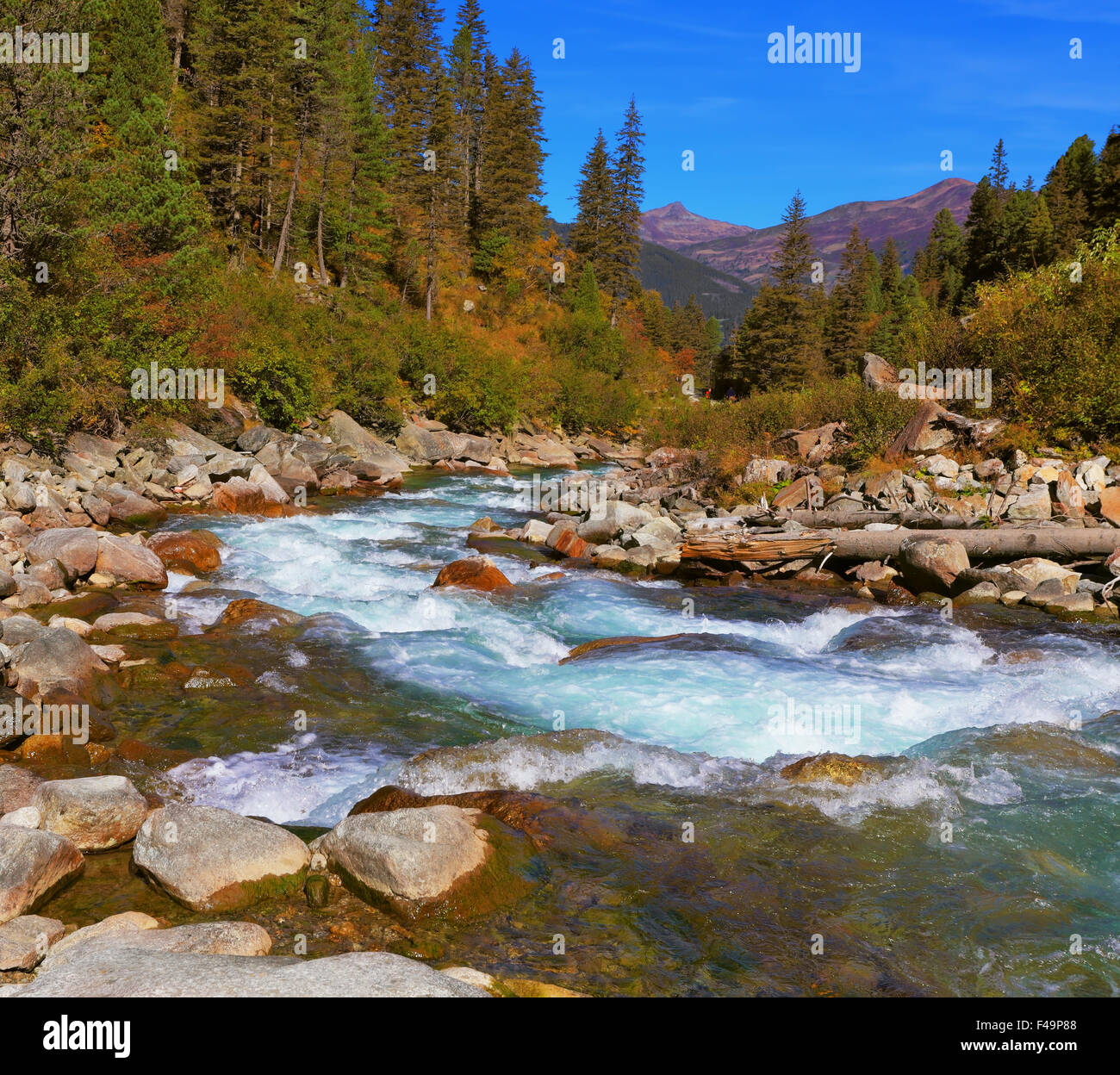 Rapid stream of forests Stock Photo - Alamy