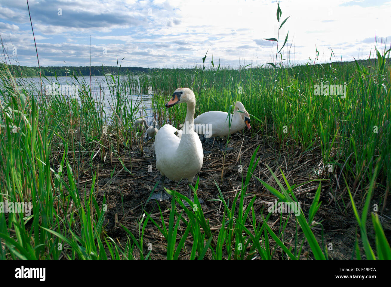 Swan mom hi-res stock photography and images - Alamy