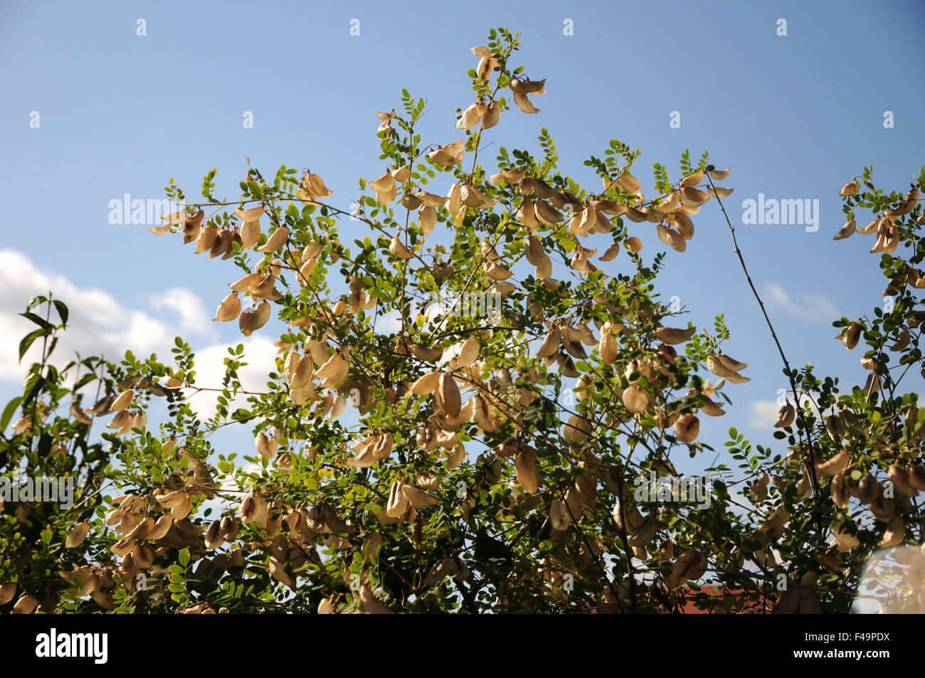 Senna fruit hi-res stock photography and images - Alamy