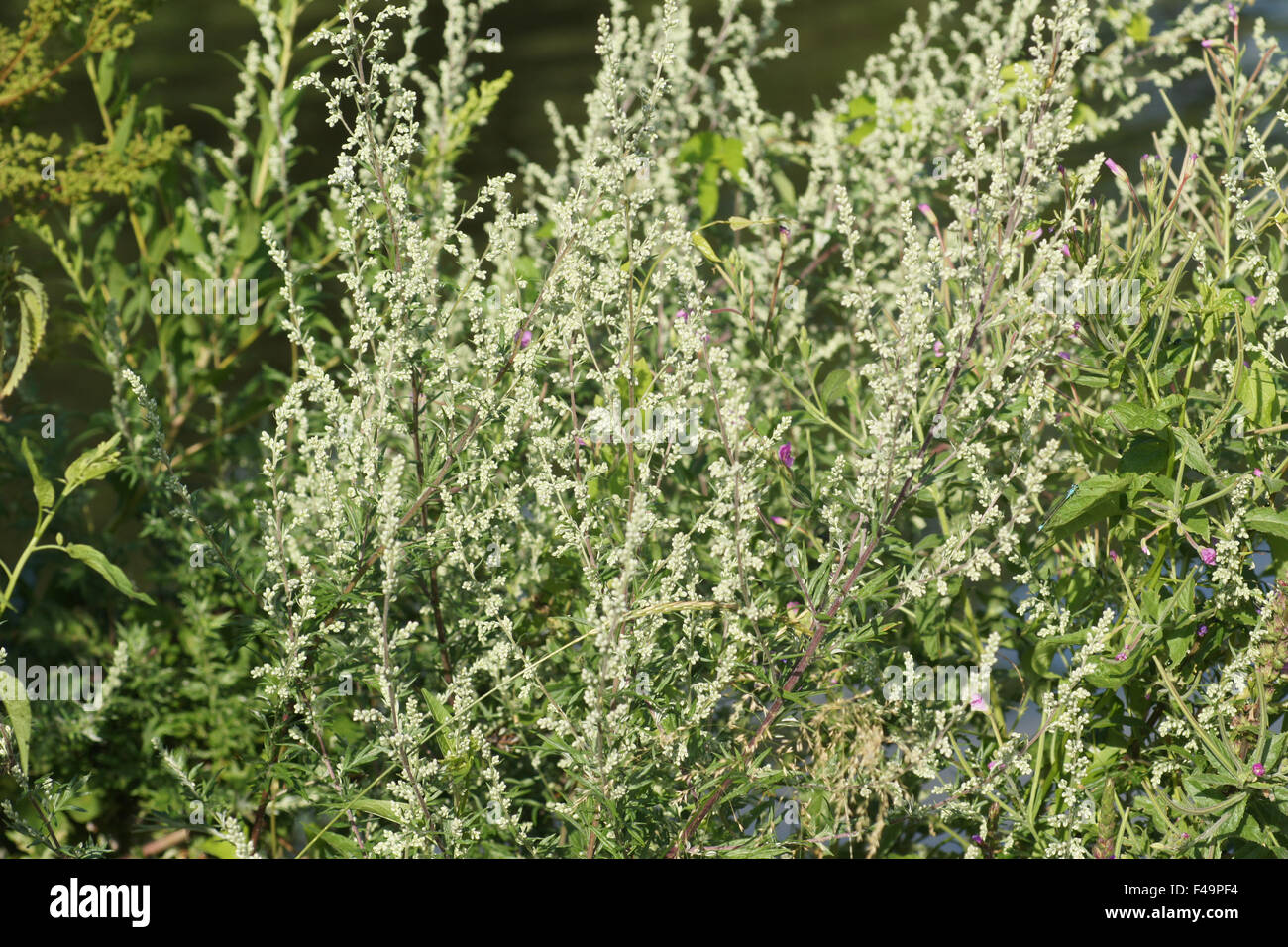 Wormwood flower hi-res stock photography and images - Alamy