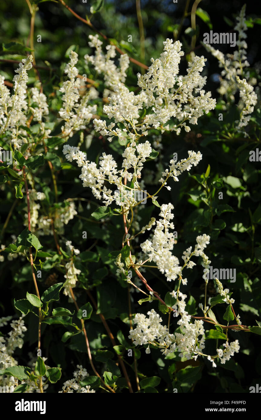 Russian Vine High Resolution Stock Photography and Images - Alamy