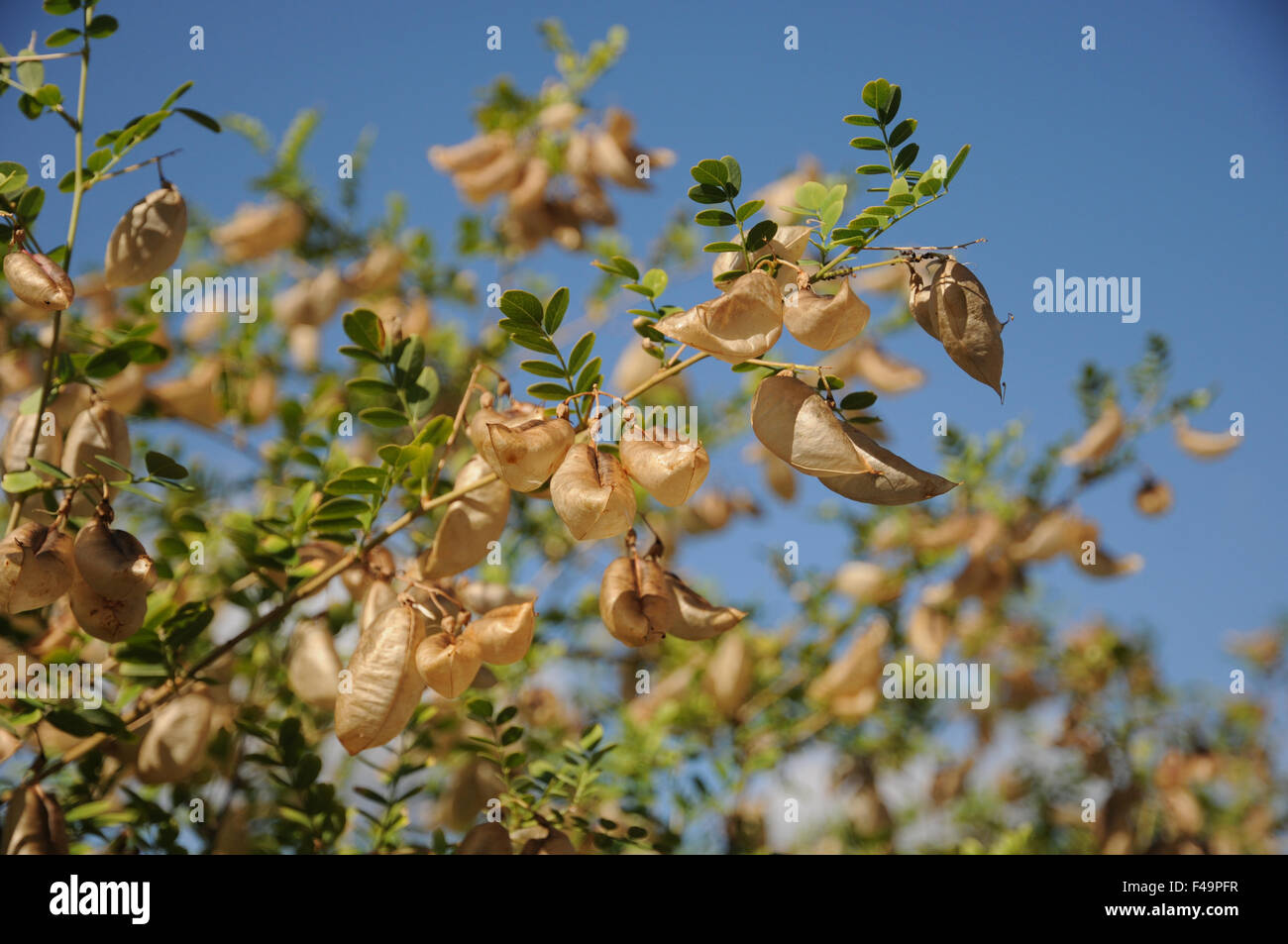 Senna fruit hi-res stock photography and images - Alamy