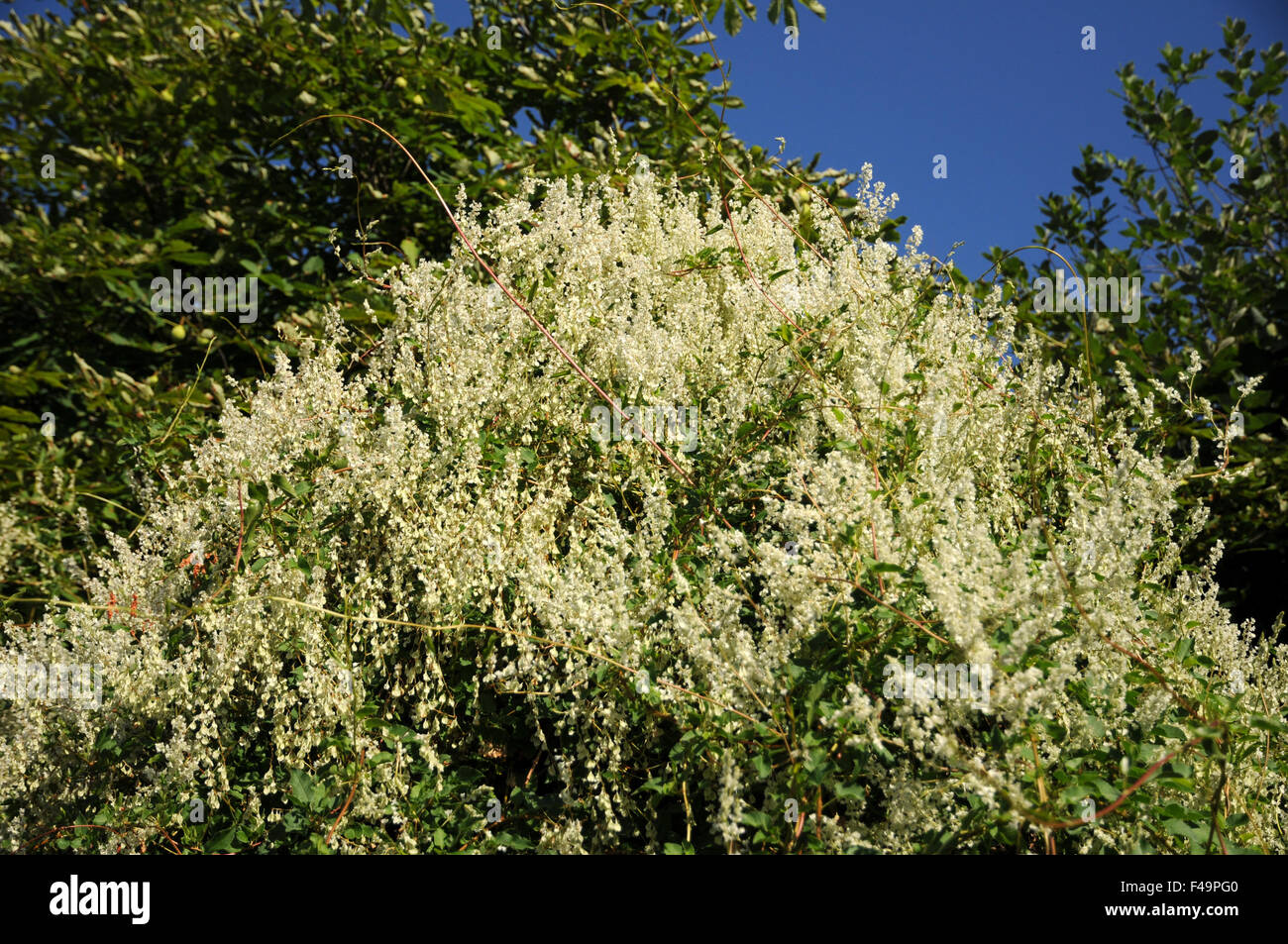 Fleece vine hi-res stock photography and images - Alamy