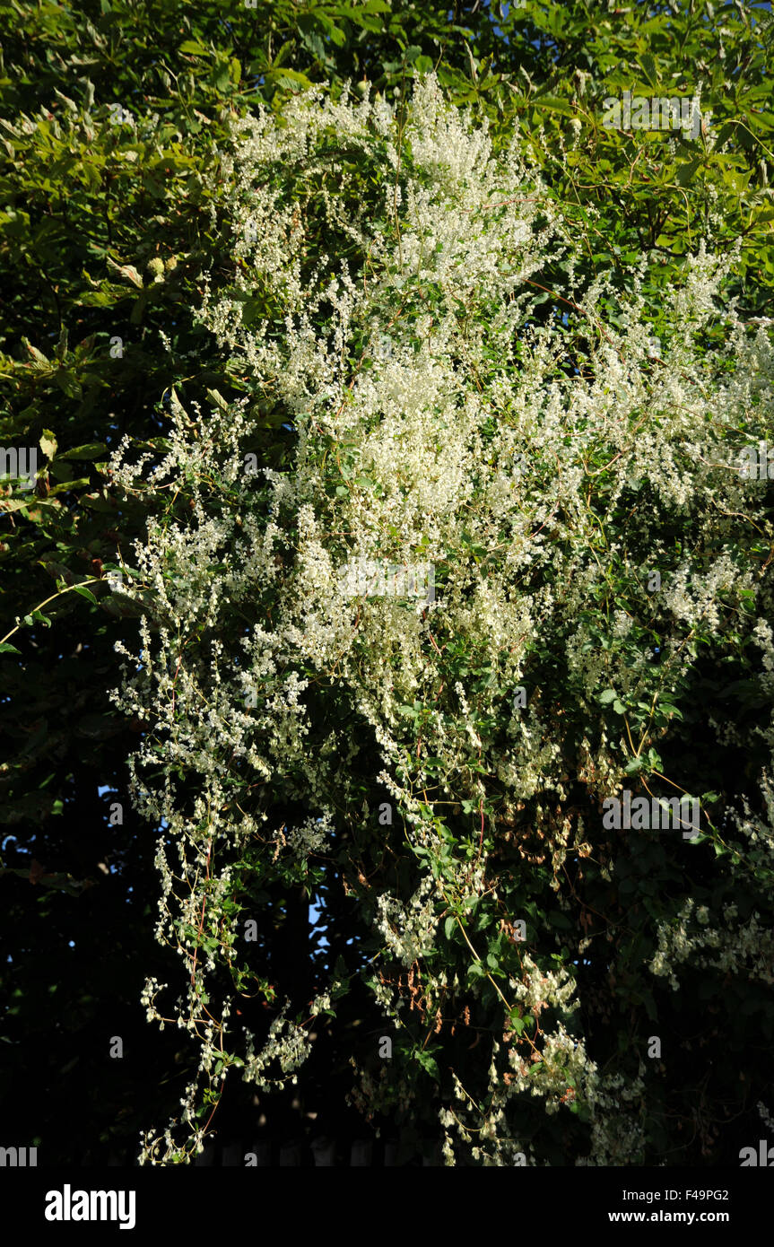 Polygonum baldschuanicum hi-res stock photography and images - Alamy