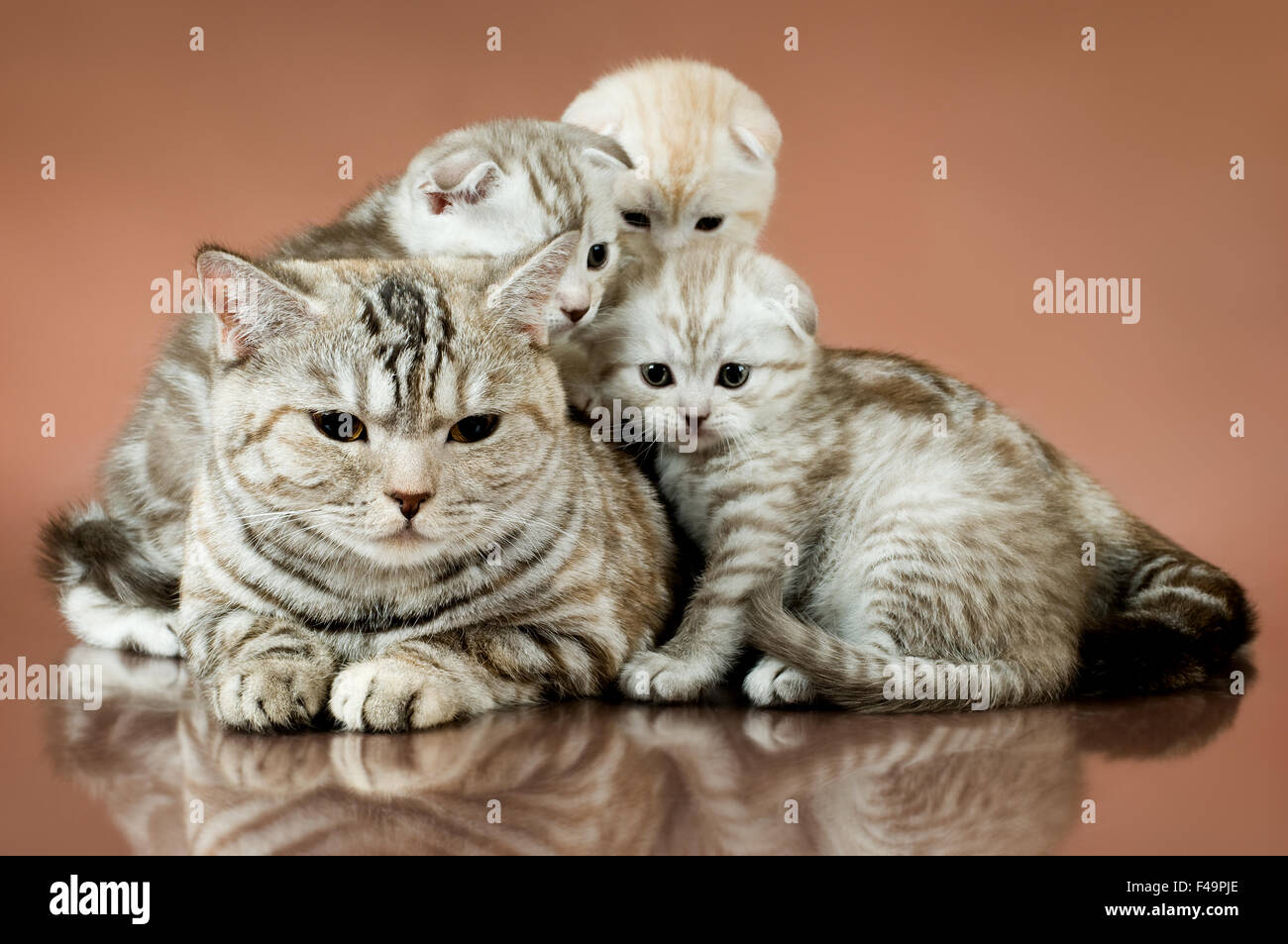 Kitten group photo hi-res stock photography and images - Alamy