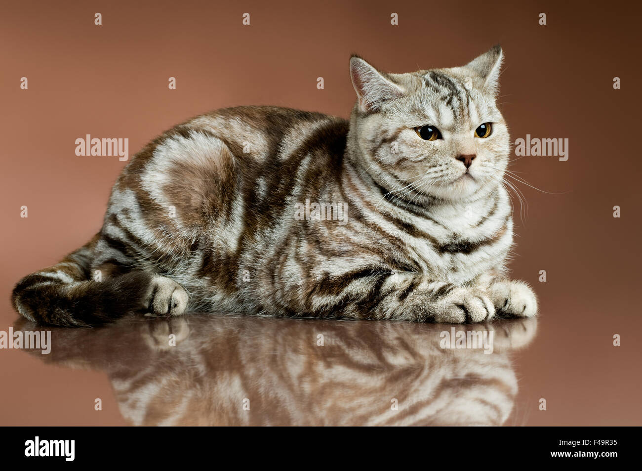 Adult with kittens hi-res stock photography and images - Alamy