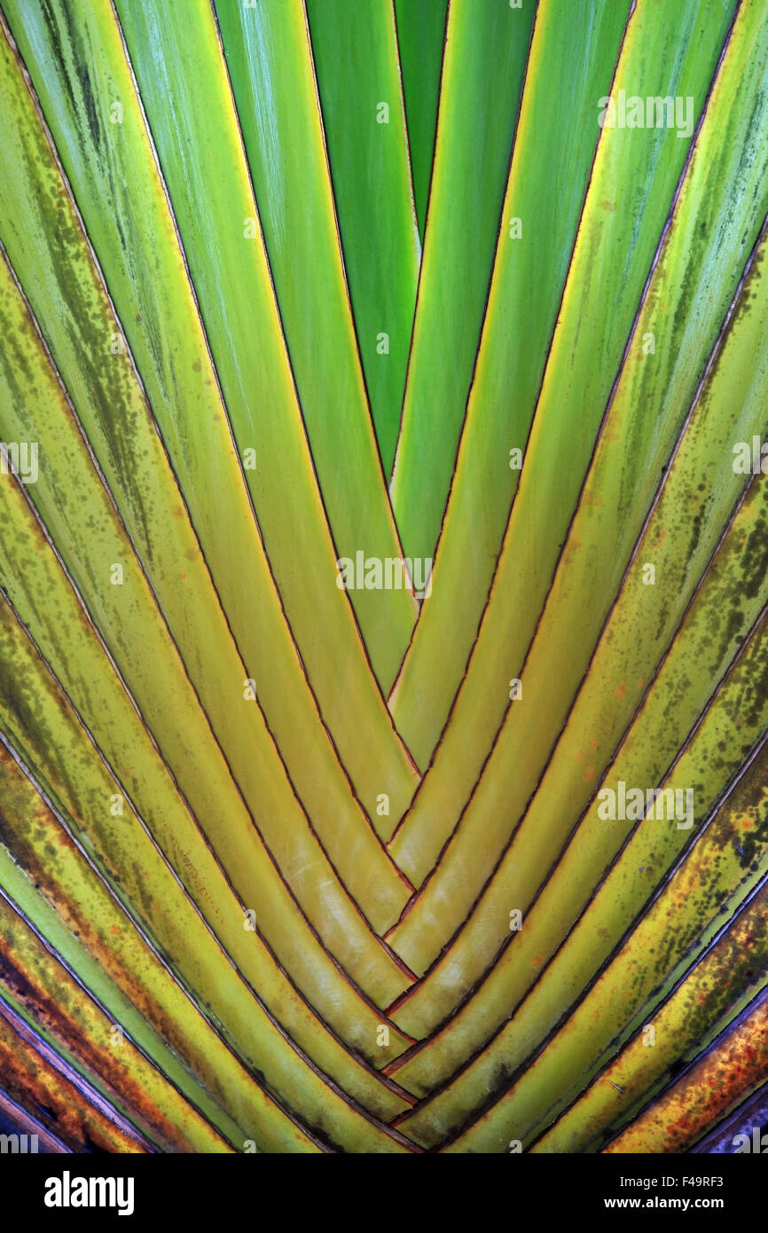 Folded leaf hi-res stock photography and images - Alamy