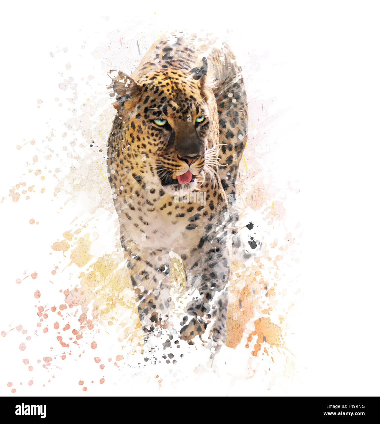 Digital Painting of Leopard on White Background Stock Photo - Alamy