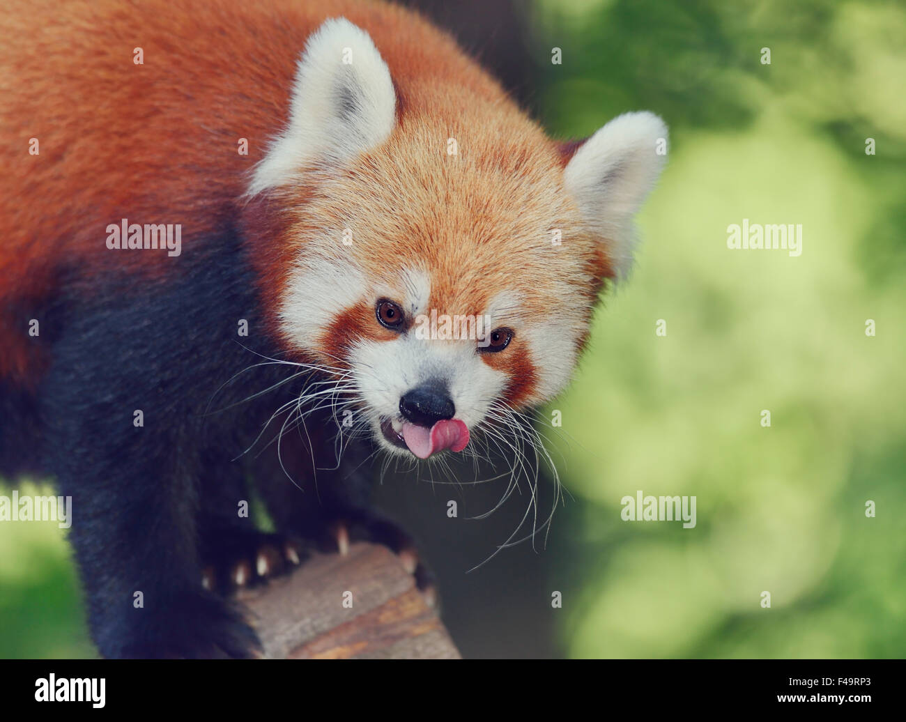 Portrait of Red Panda,Close Up Stock Photo - Alamy