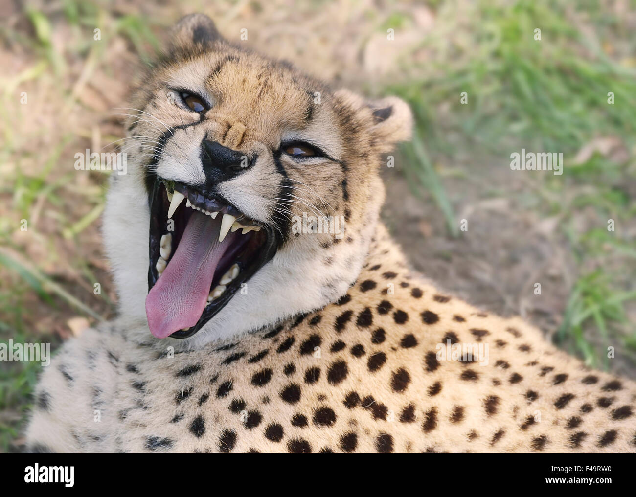 Angry cheetah hi-res stock photography and images - Alamy