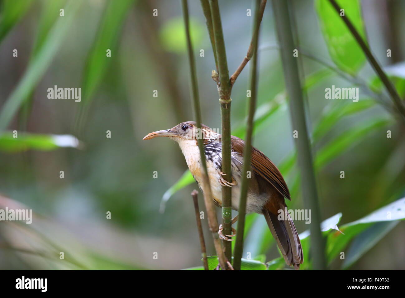 Large Scimitar-Babbler ((Pomatorhinus hypoleucos) in Thailand Stock ...