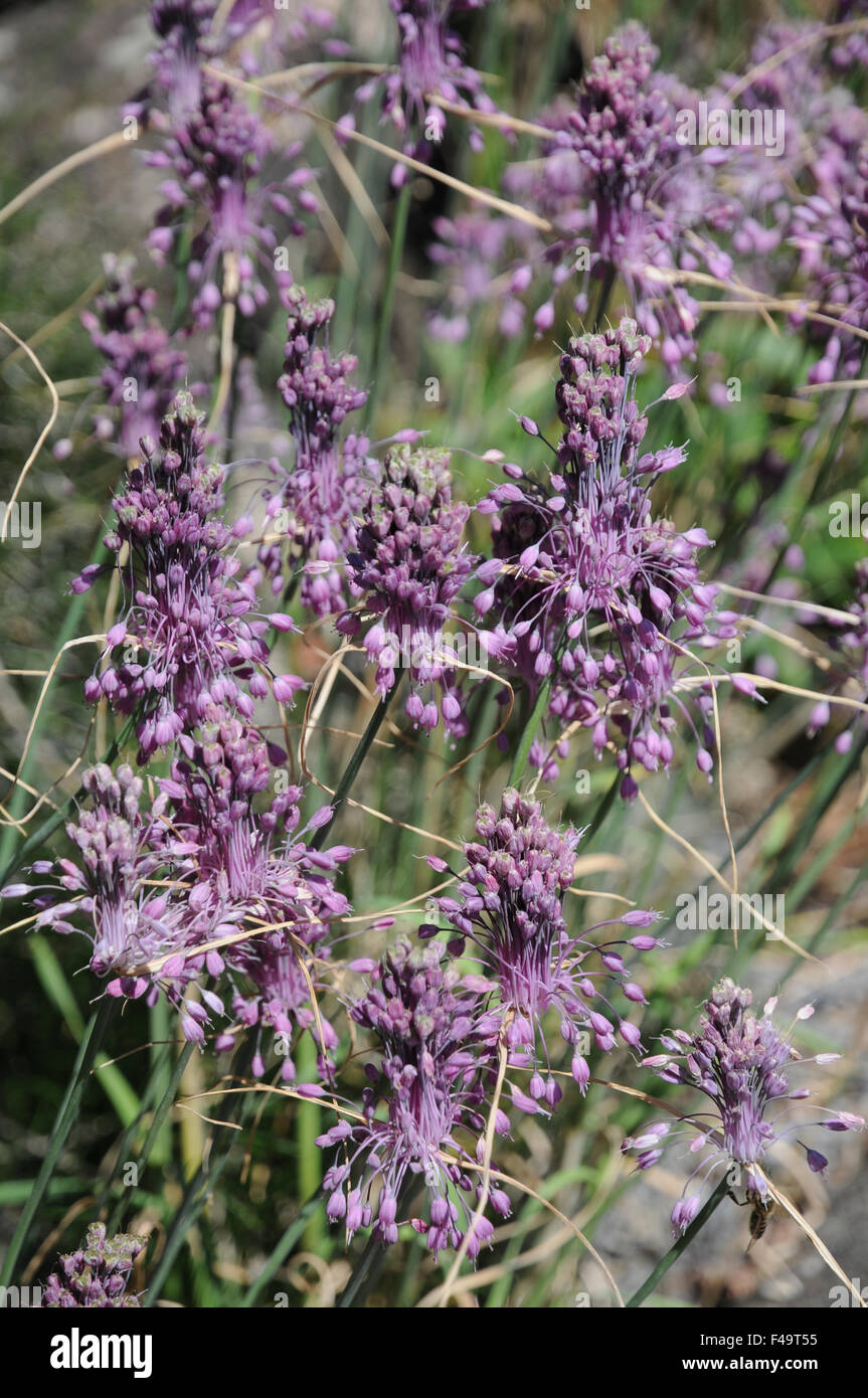 Keeled flower hi-res stock photography and images - Alamy