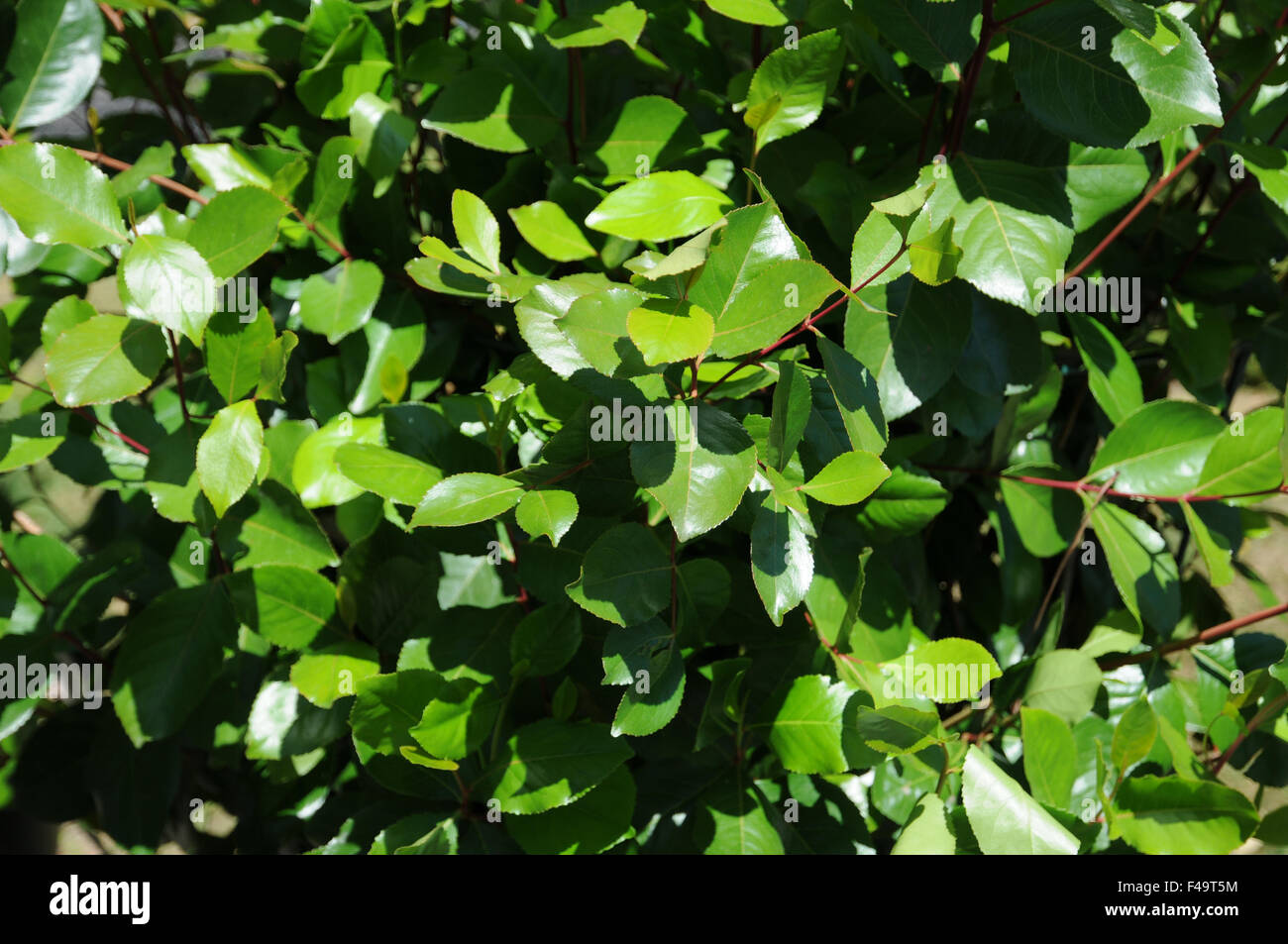 Khat hi-res stock photography and images - Alamy