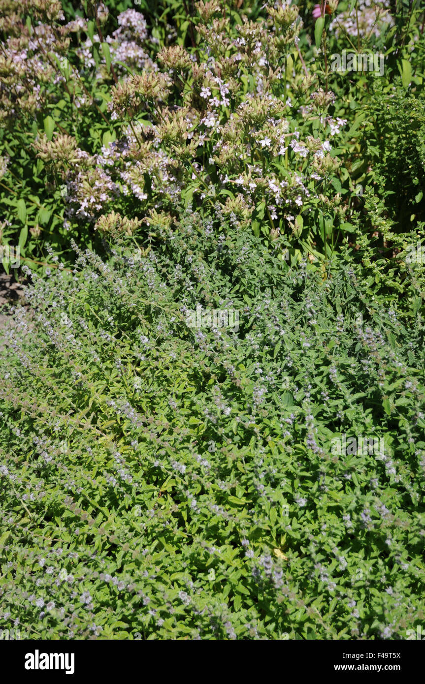 Feldminze hi-res stock photography and images - Alamy