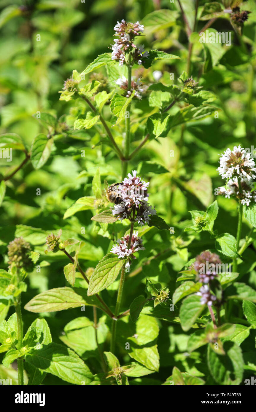 Water mint mentha aquatica hi-res stock photography and images - Alamy