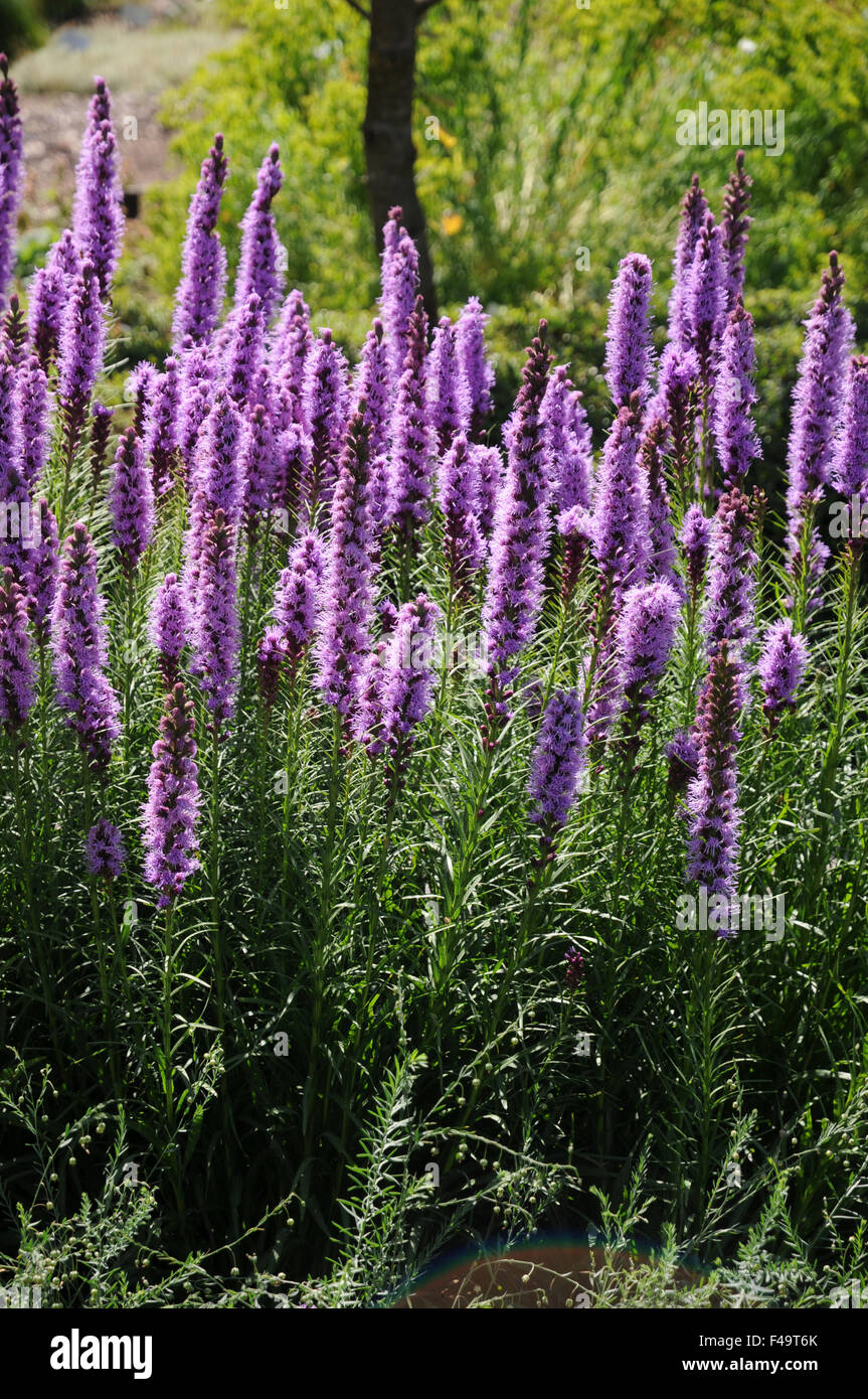 Dense blazing star Stock Photo - Alamy