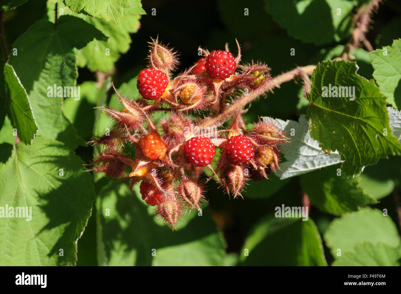 Japanese wine berry hi-res stock photography and images - Alamy