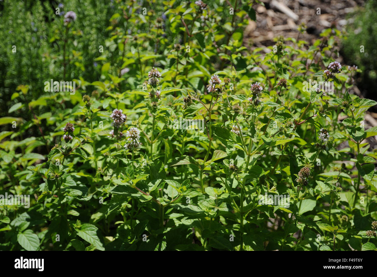 Watermint hi-res stock photography and images - Alamy