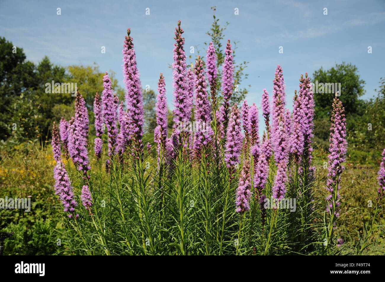 Dense blazing star Stock Photo - Alamy