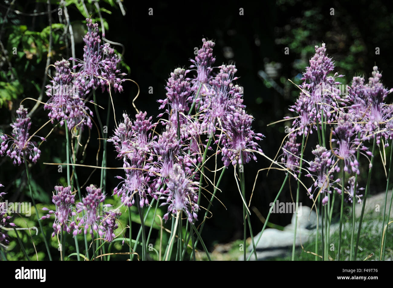 Keeled flower hi-res stock photography and images - Alamy