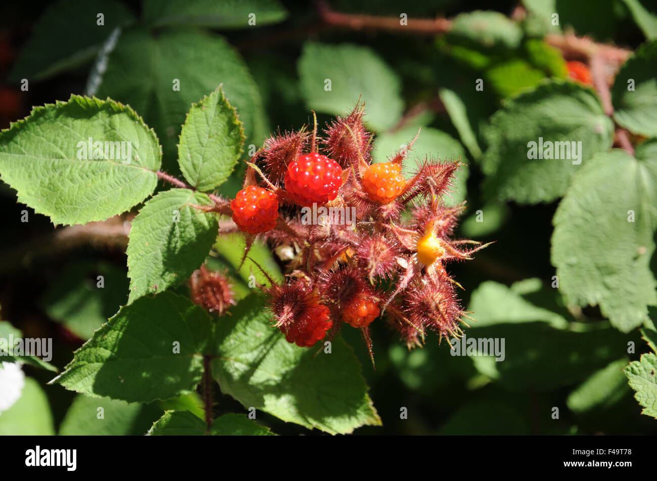 Wineberry hi-res stock photography and images - Alamy