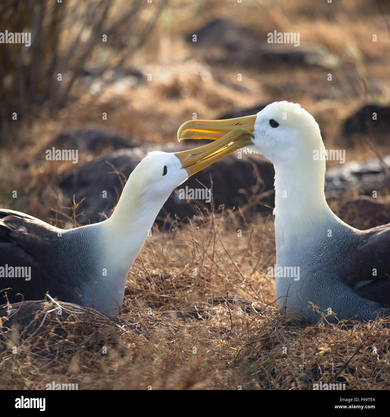 Love couple albatrosses hi-res stock photography and images - Alamy