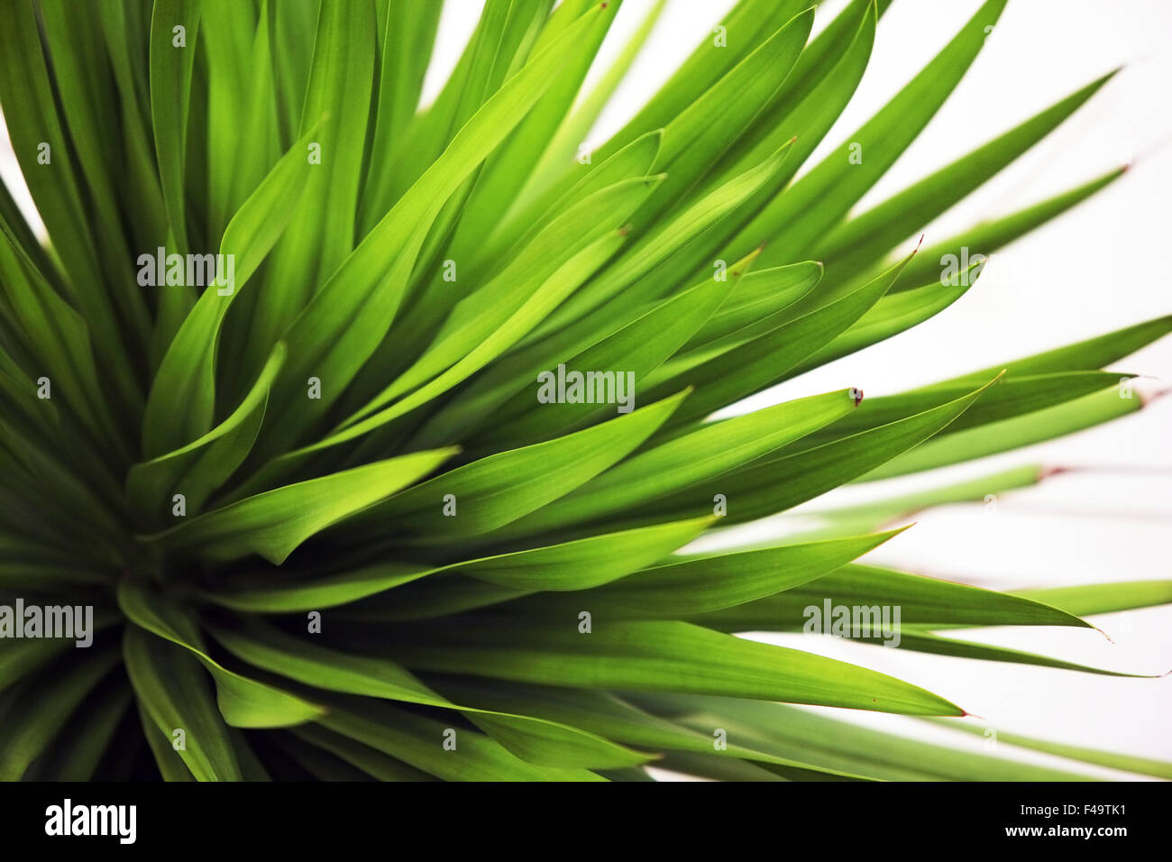 Radial leaf hi-res stock photography and images - Alamy