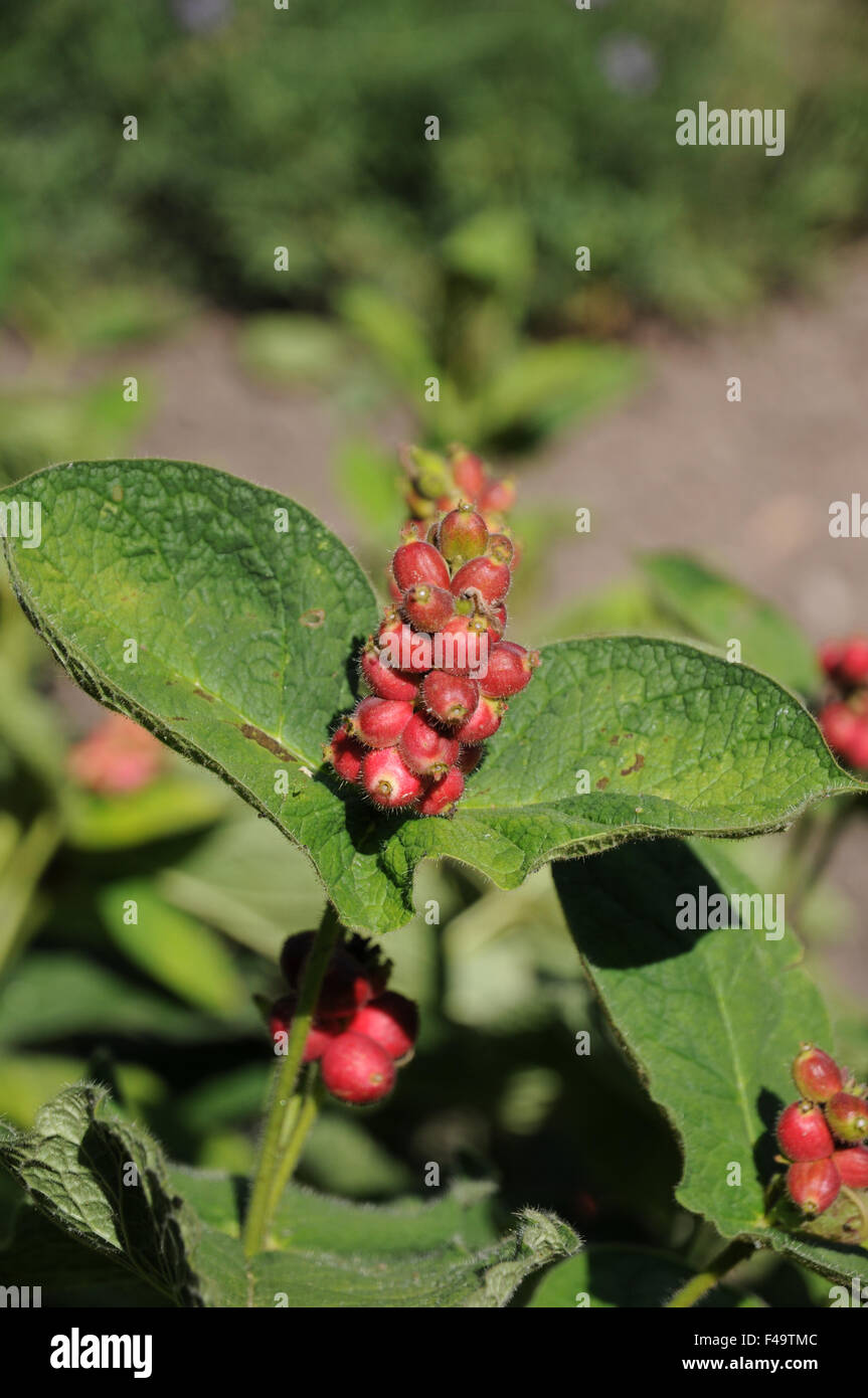 Feverwort hi-res stock photography and images - Alamy