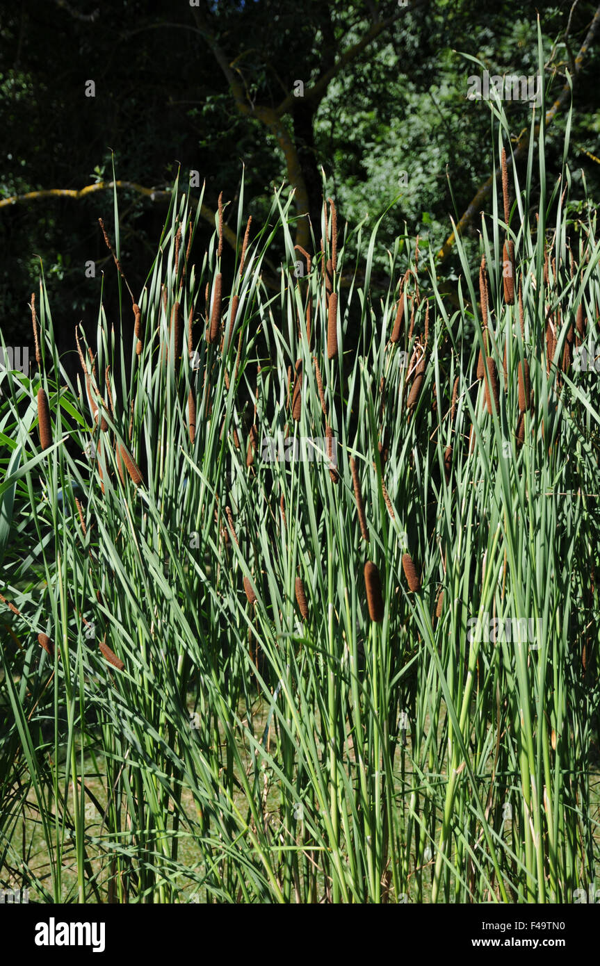 Lesser bulrush typha angustifolia hi-res stock photography and images ...
