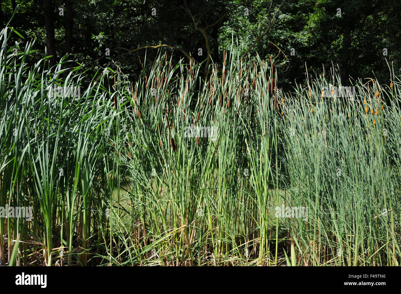 Lesser bulrush typha angustifolia hi-res stock photography and images ...