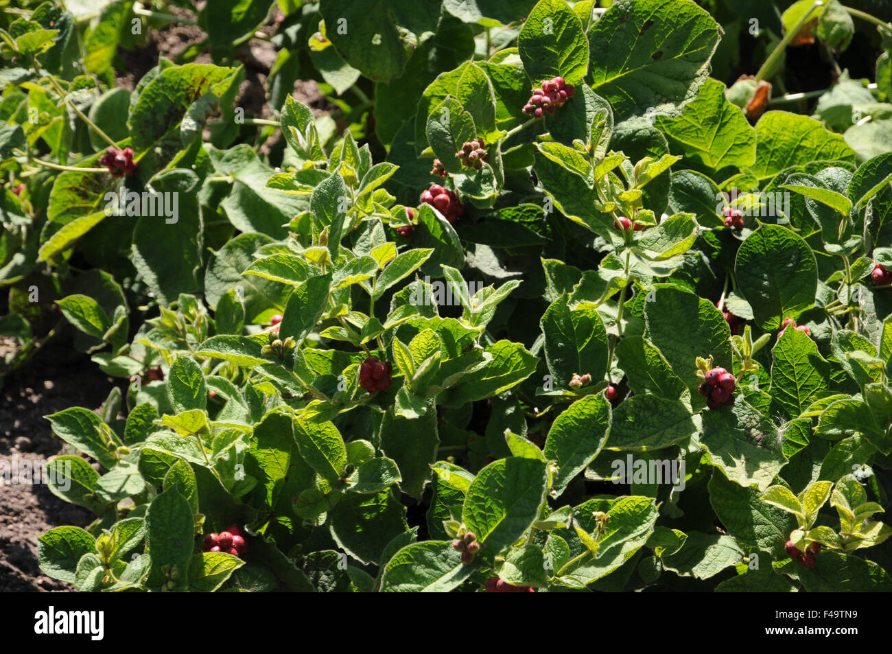 Himalayan gentian hi-res stock photography and images - Alamy