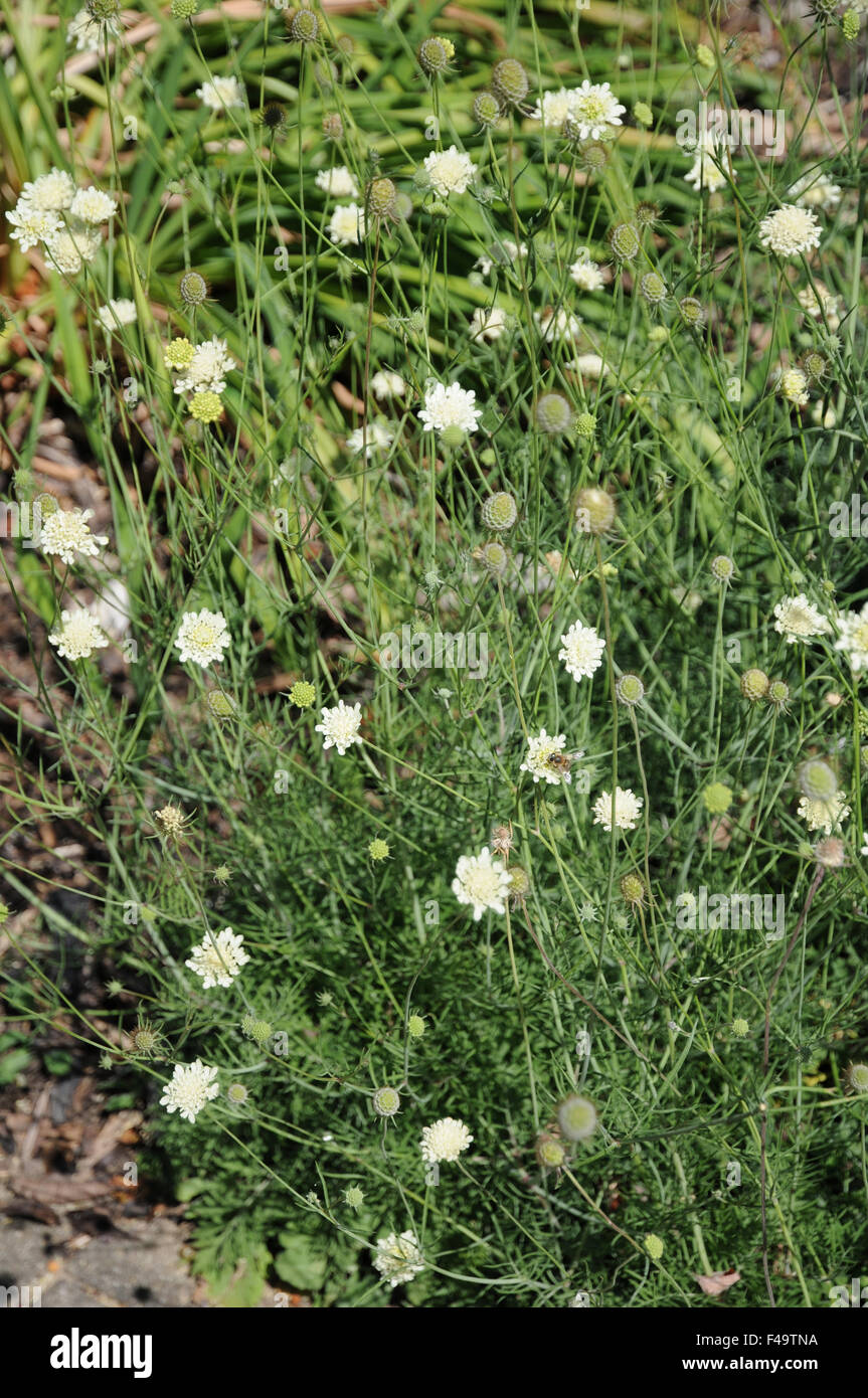 Wiesen skabiose hi-res stock photography and images - Alamy