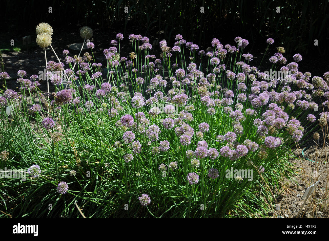 Broadleaf Wild Leek High Resolution Stock Photography and Images - Alamy