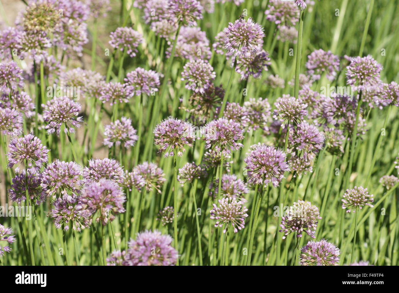 Broadleaf wild leek Stock Photo - Alamy