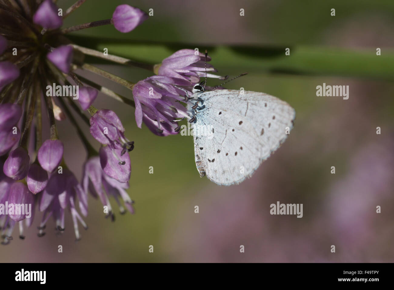 Allium atroviolaceum hi-res stock photography and images - Alamy