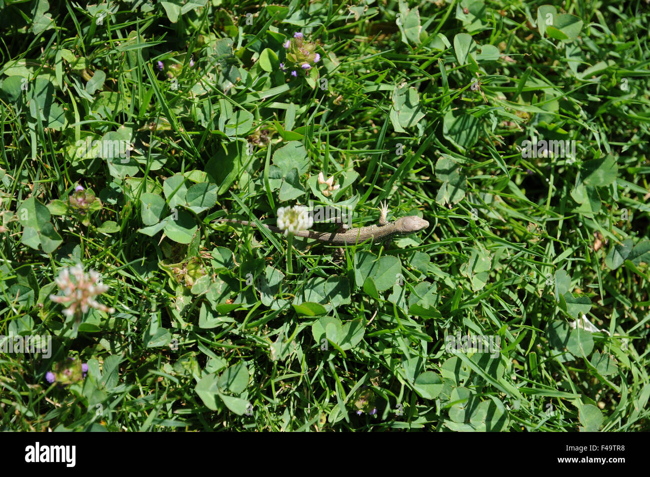 Baby sand lizard hi-res stock photography and images - Alamy