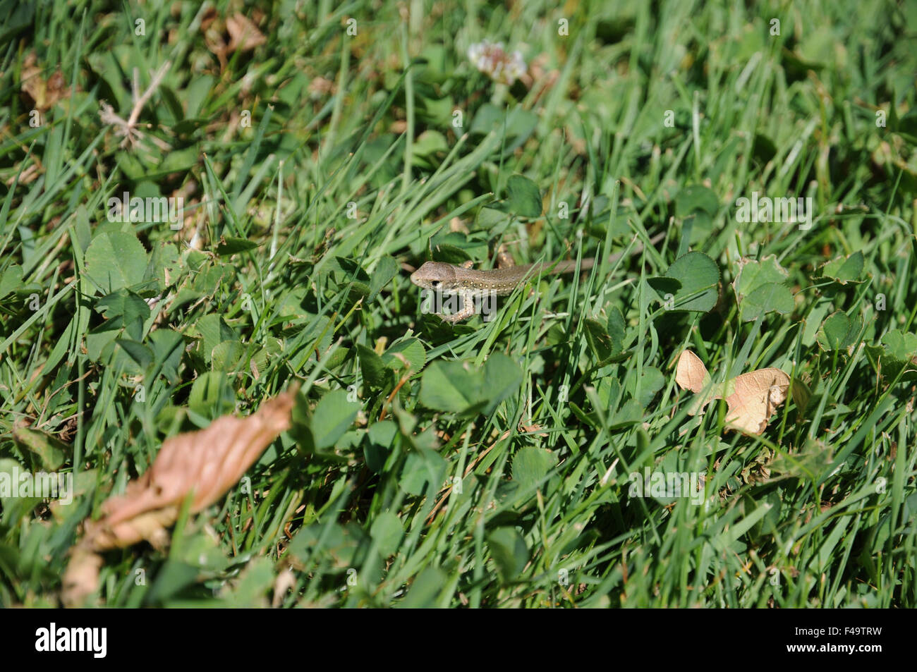 Baby sand lizard hi-res stock photography and images - Alamy