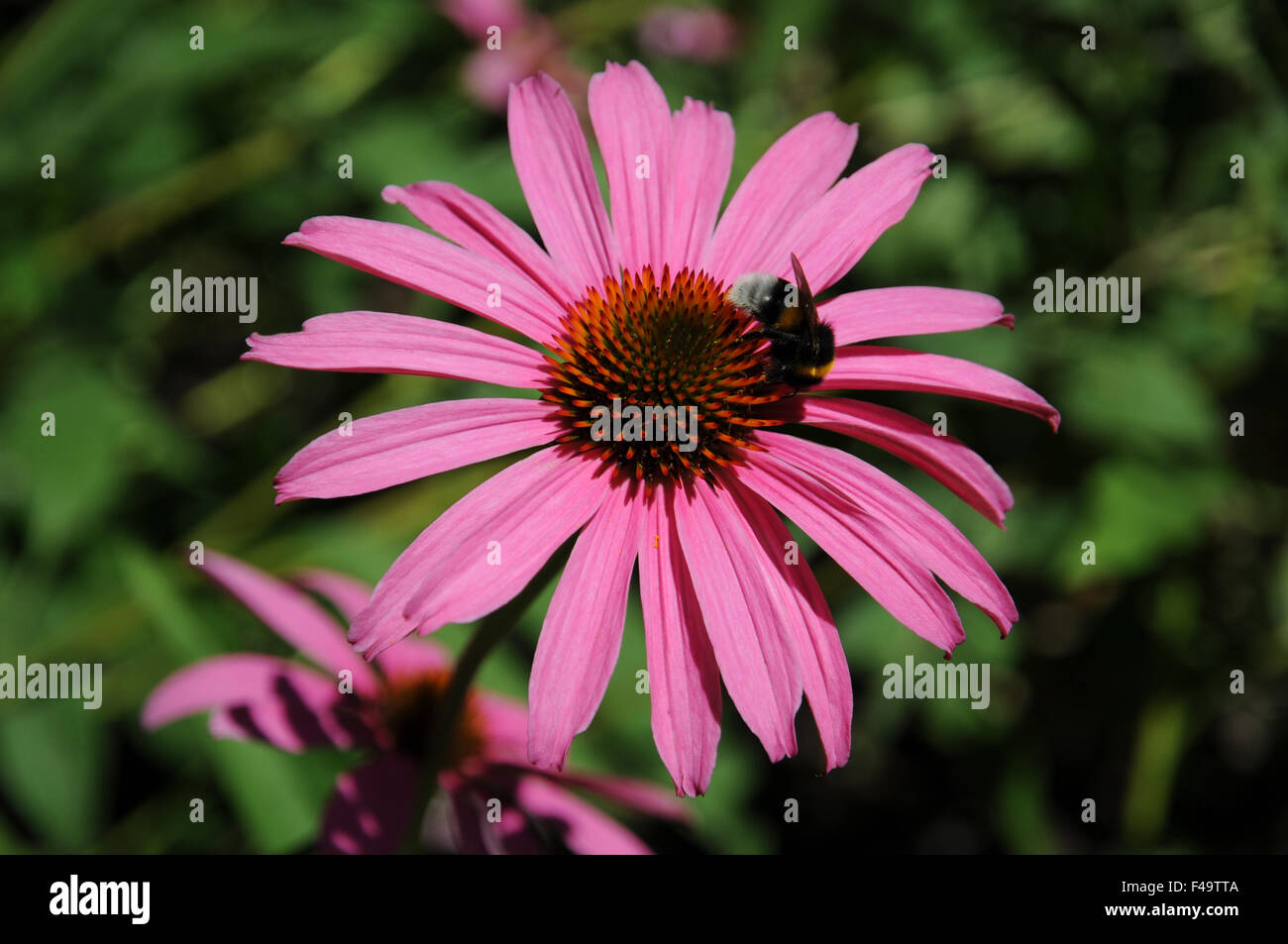 Tennessee coneflower echinacea tennesseensis hi-res stock photography ...