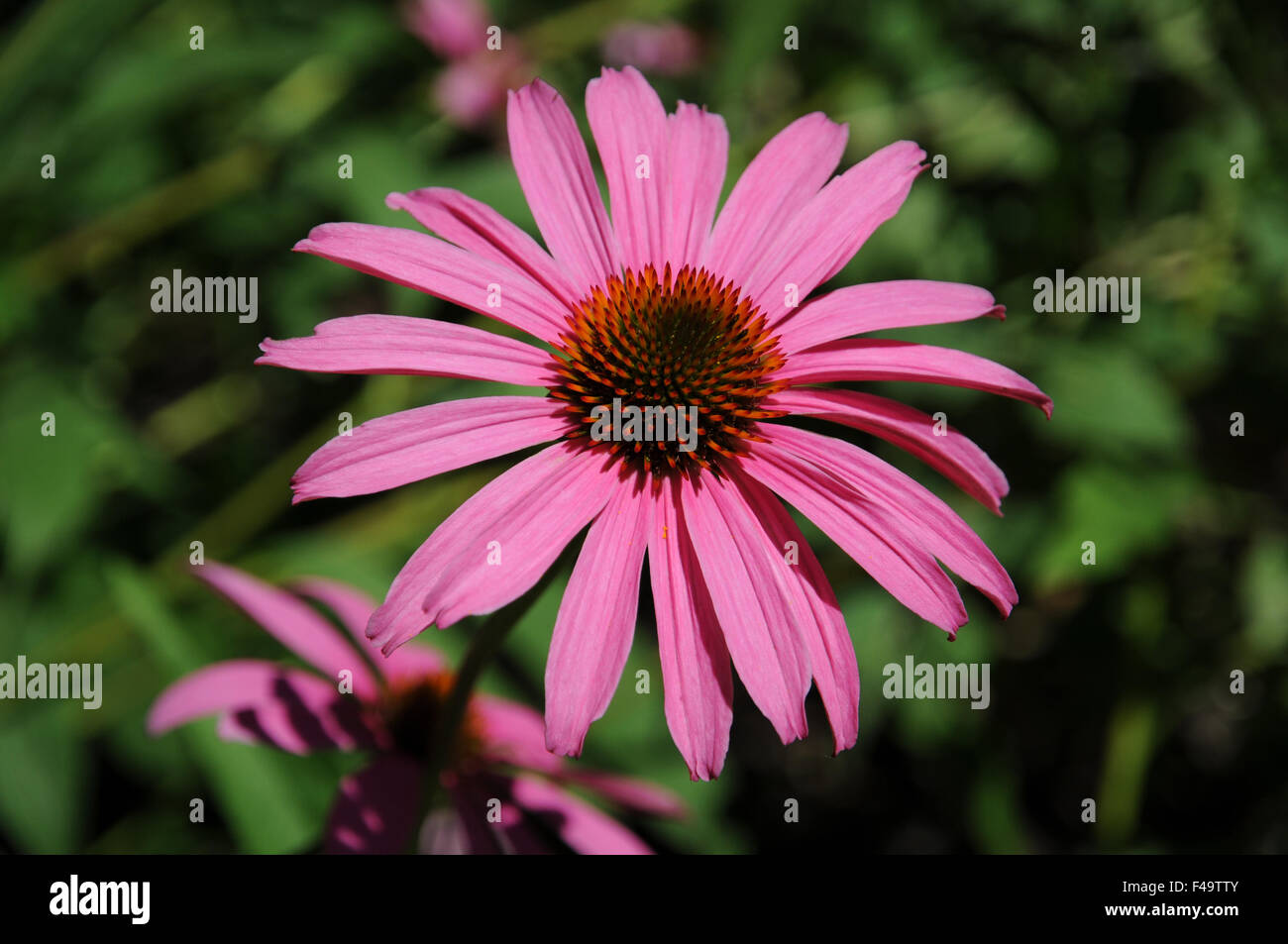 Tennessee coneflower echinacea tennesseensis hi-res stock photography ...