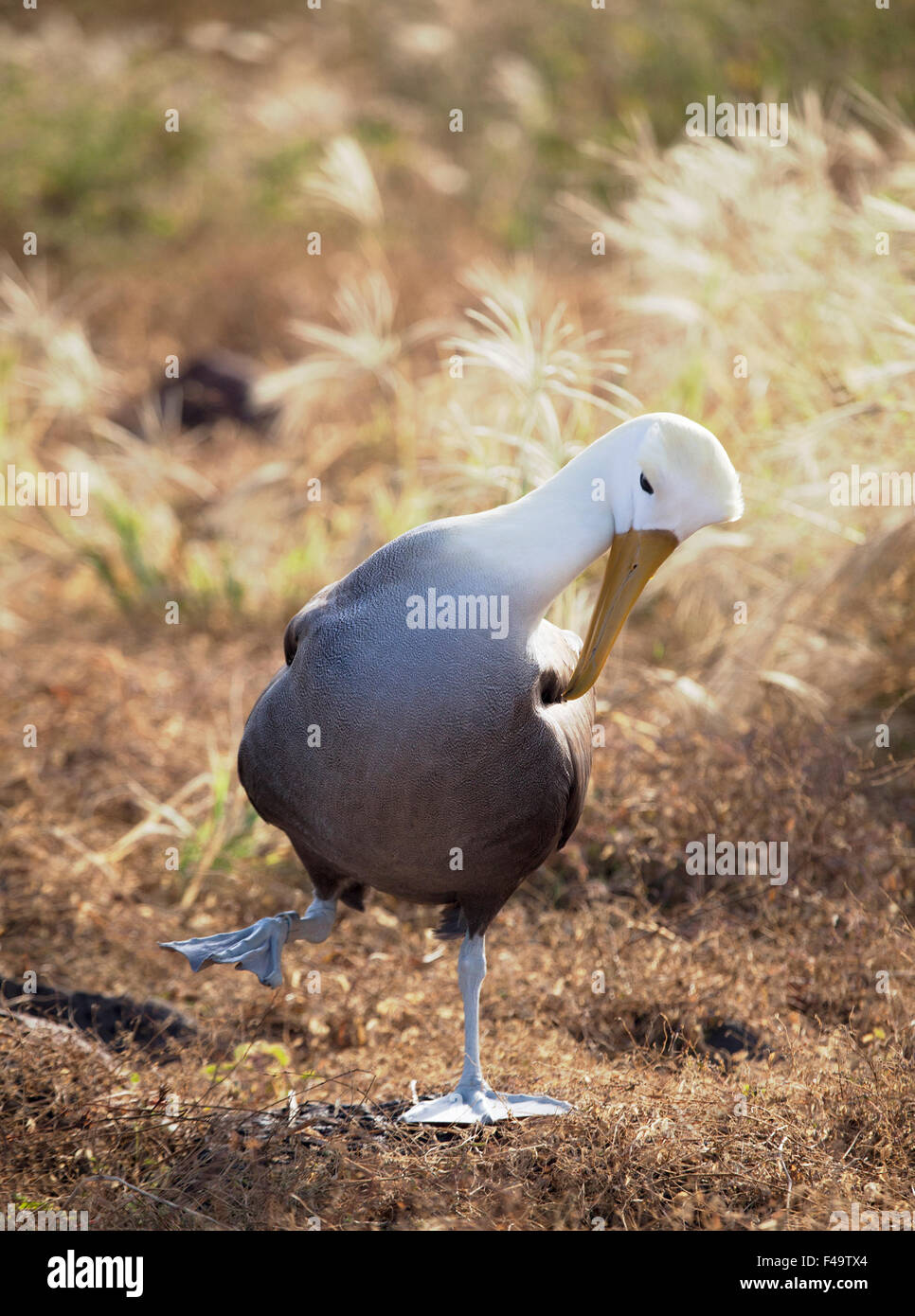 Waved Albatross (Phoebastria irrorata) courtship ritual dance Stock ...