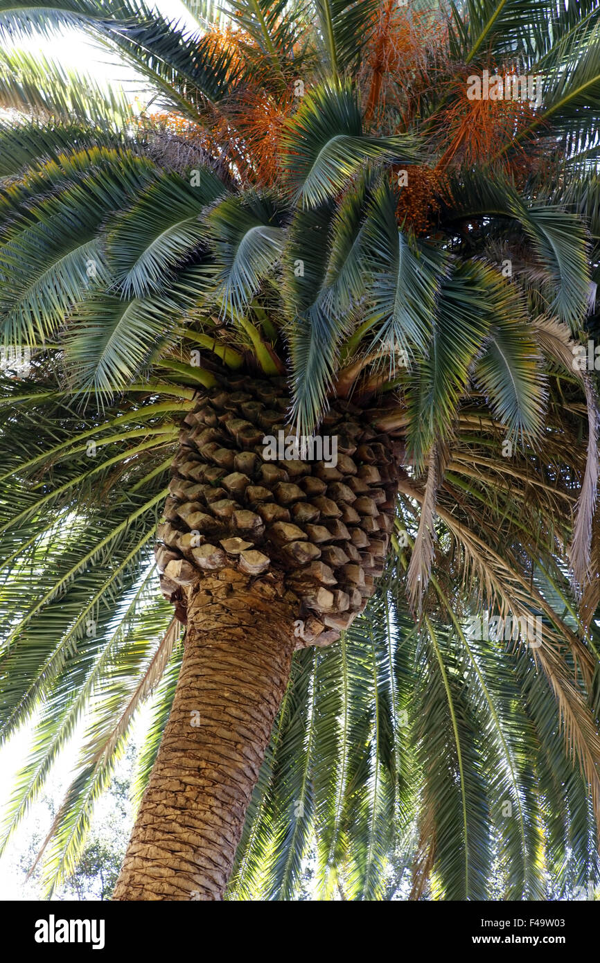 Coco palm heaven hi-res stock photography and images - Alamy