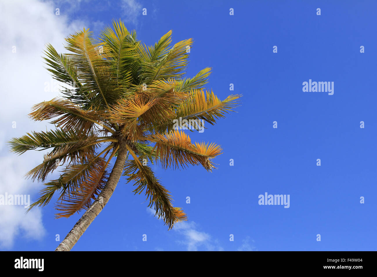 Coco palm heaven hi-res stock photography and images - Alamy