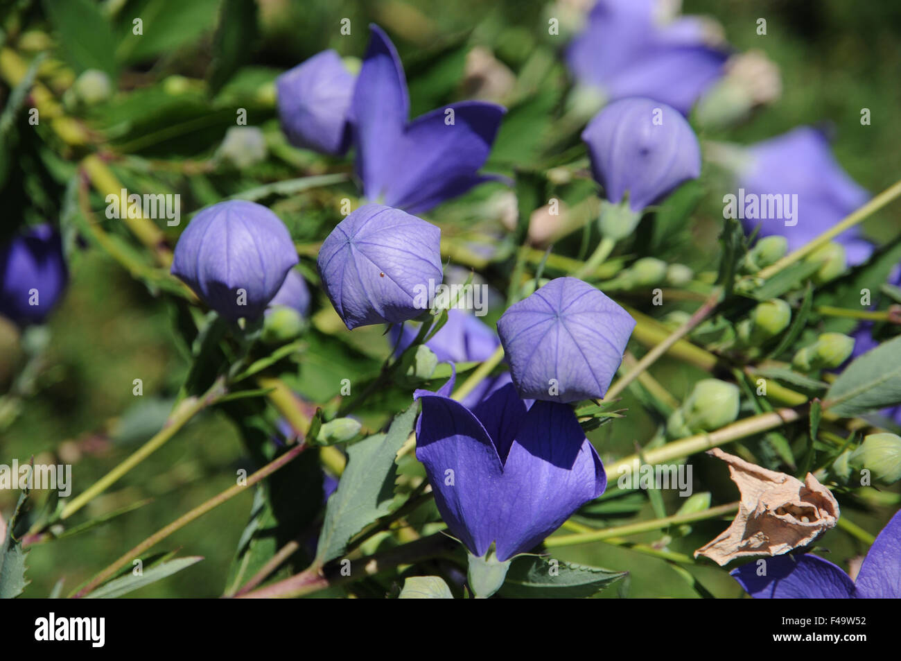Balloon flower hi-res stock photography and images - Alamy
